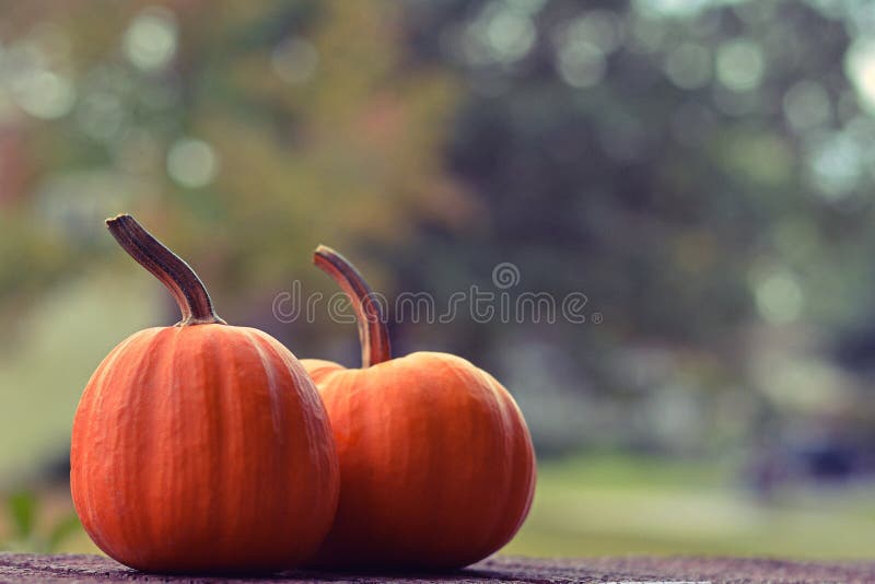 Two little pumpkins stock photo. Image of background - 59101676