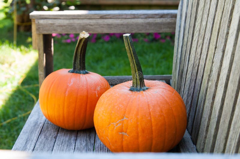 Two little pumpkins stock image. Image of halloween, pumpkin - 59462807