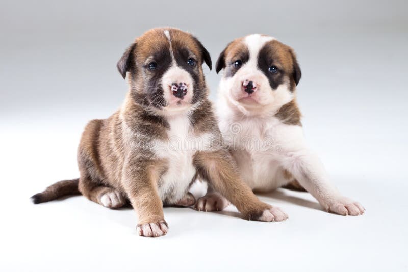 Two little puppies stock image. Image of portrait, young - 22563977