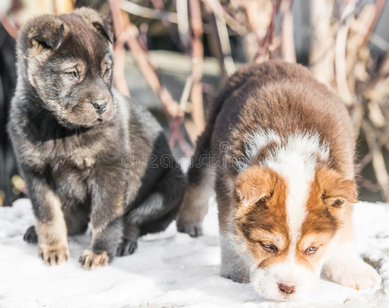 Little puppy in the snow stock image. Image of handsome - 29827095