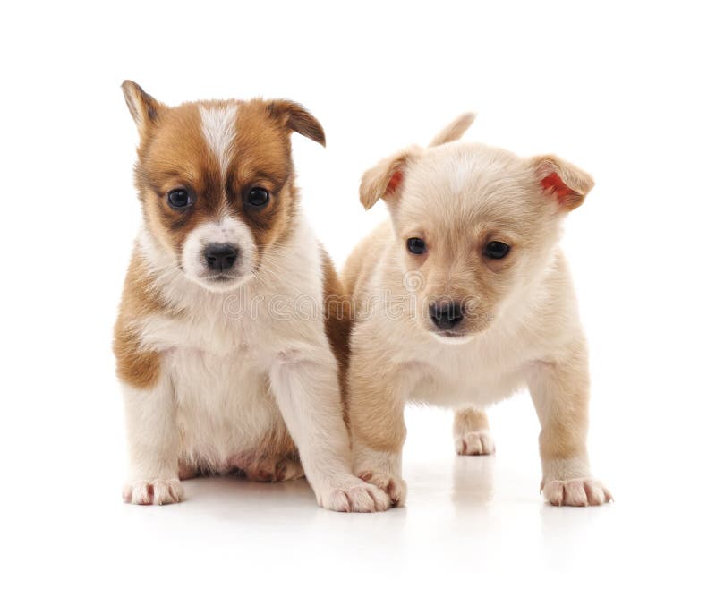 Two little puppies stock photo. Image of pets, nature - 139792900