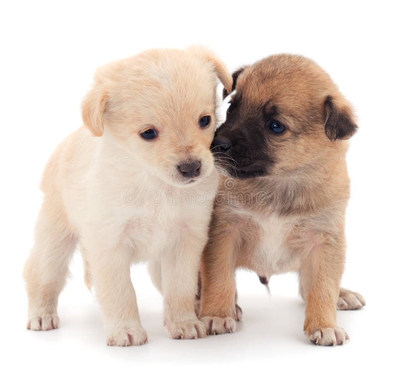 Two little puppies stock image. Image of cheerful, copy - 160648631