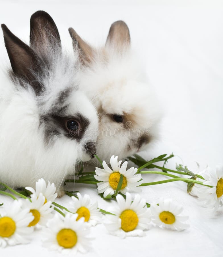 Two rabbits stock image. Image of bunny, funny, couple - 5447047