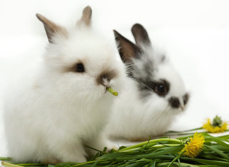 Rabbit with a dandelion stock image. Image of domestic - 5386677