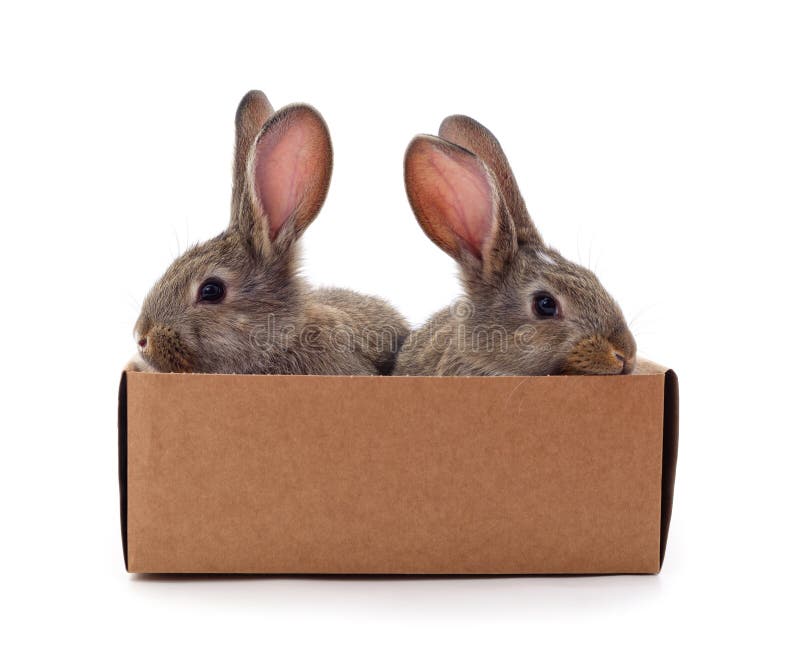 924 Box Rabbits Stock Photos - Free & Royalty-Free Stock Photos from ...