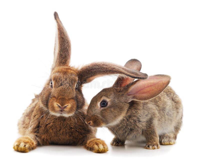Two little rabbits stock photo. Image of white, agroculture - 177785046 Two little rabbits stock photo. Image of white, agroculture - 177785046