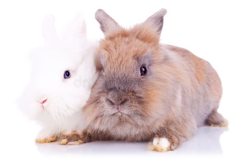 Two Little Rabbits Standing Together Stock Photo - Image of isolated ...