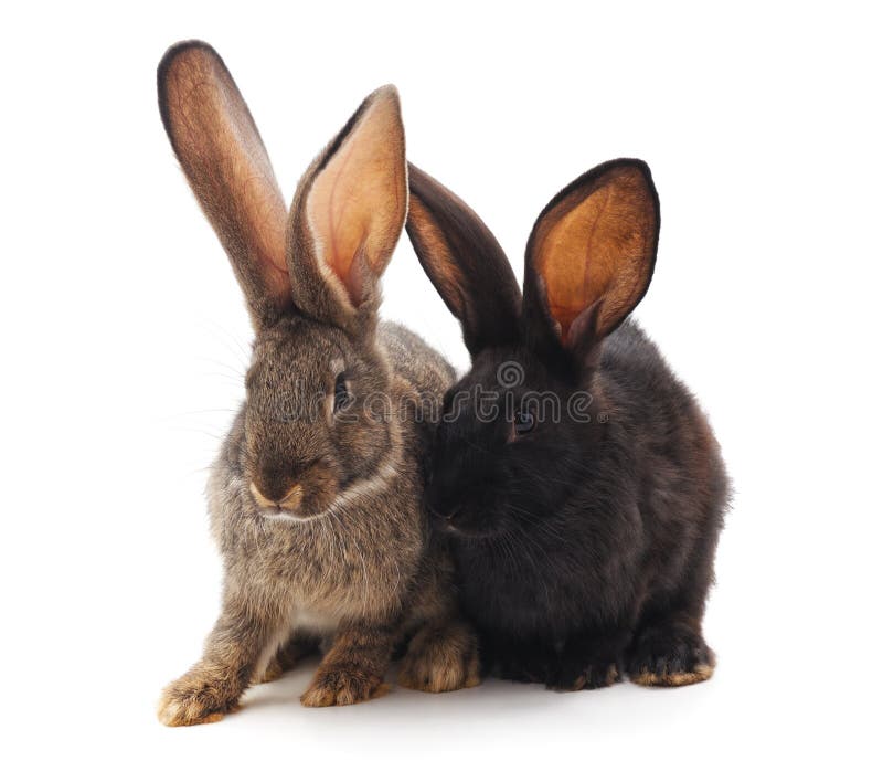 Two little rabbits. stock photo. Image of background - 115954448 Two little rabbits. stock photo. Image of background - 115954448