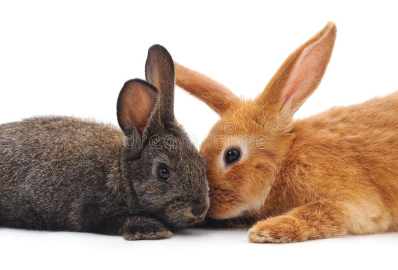 Two little rabbits stock image. Image of holiday, little - 136101859