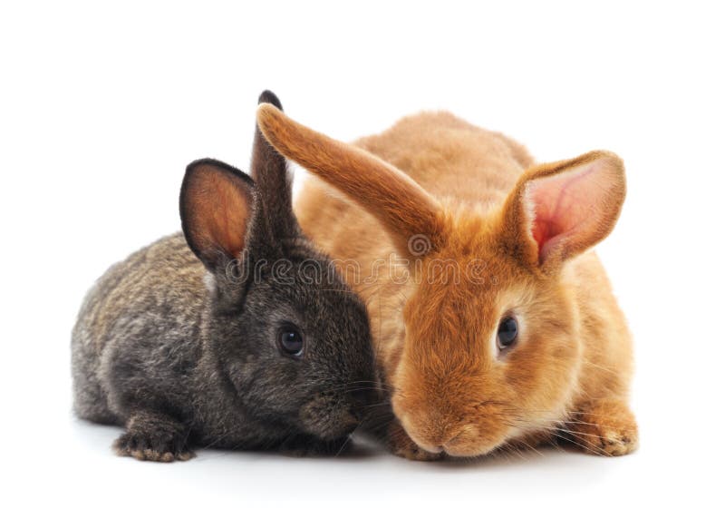 Two little rabbits. stock photo. Image of nice, gray - 119707946 Two little rabbits. stock photo. Image of nice, gray - 119707946