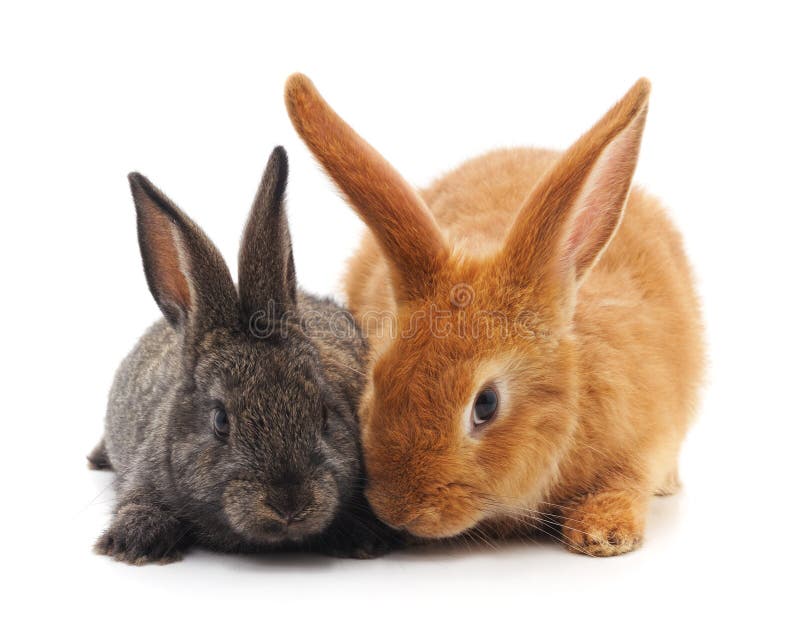 Two little rabbits. stock photo. Image of animals, holiday - 117894096