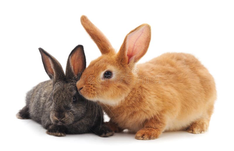 Two little rabbits stock image. Image of holiday, little - 136101859