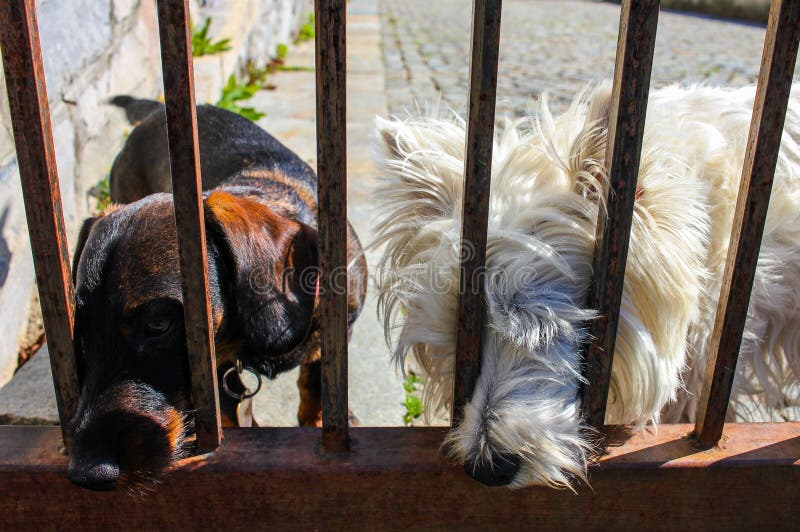 Two Dogs Behind a Rugged Gate Stock Image - Image of domestic, dogs ...