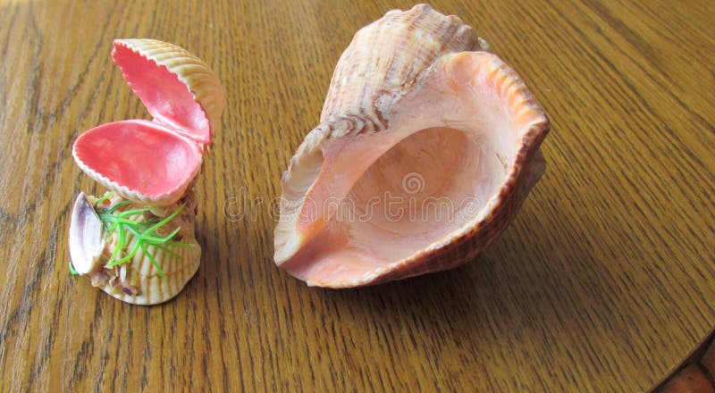 Two Little Sea Shells of Different Size Stock Photo - Image of table ...