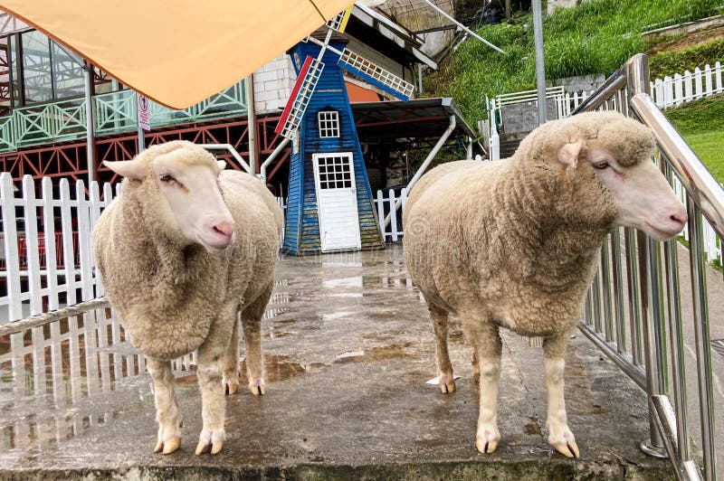 Two little sheep stock image. Image of flower, estate - 268019635