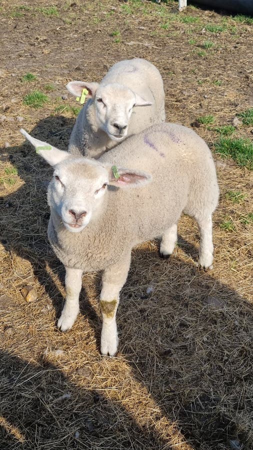 Two Little Sheep& X27;s Stock Image - Image of animal, herd: 252038653