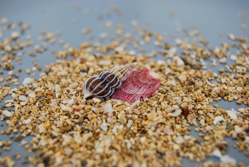 Shells on Light Brown Gravel of the Beach Stock Photo - Image of memory ...