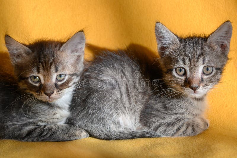 Two Little Striped Kittens are Lying on a Yellow Stock Image - Image of ...