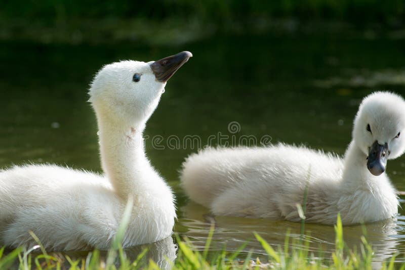 Two Little Swan Babies Swims Stock Photo - Image of childhood, parent ...