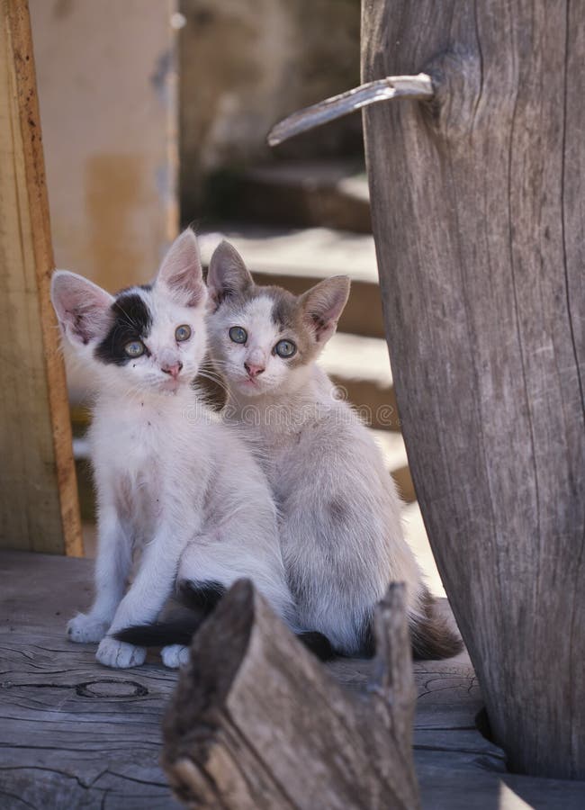 Two Little Tiny and Sweet Cats Stock Image - Image of serenity, nature ...