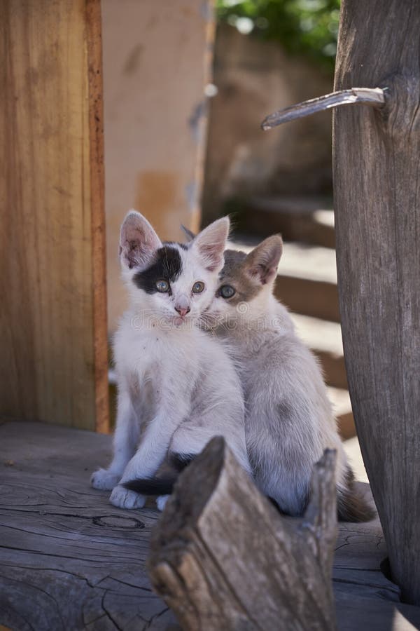Two Little Tiny and Sweet Cats Stock Image - Image of play, blanket ...