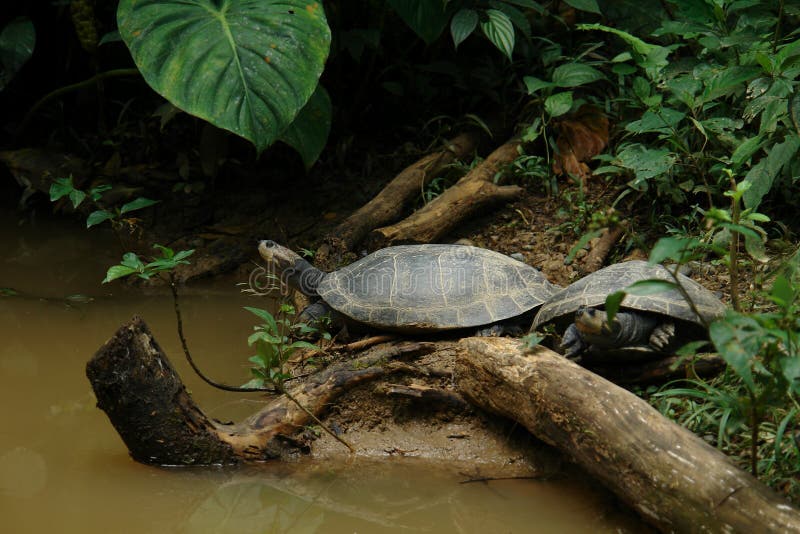 Two little turtles stock photo. Image of bushes, jungle - 1119236