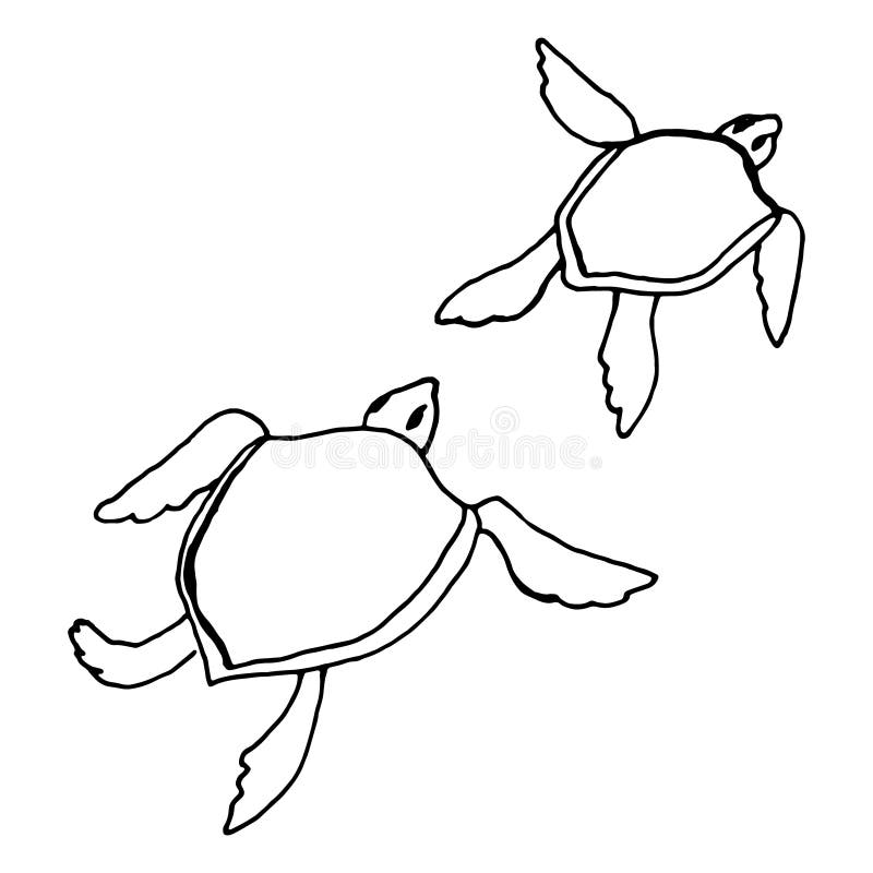 Two Little Turtles Pencil Artistic Sketch Stock Illustration ...