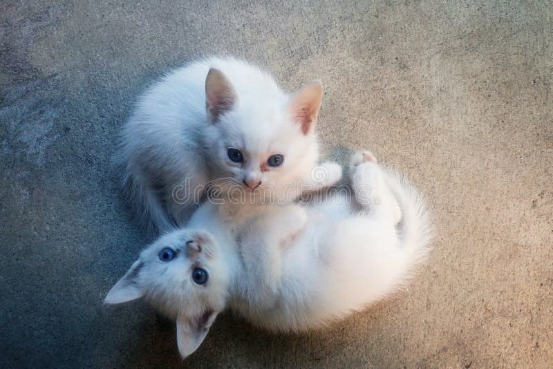 Two little white cats. stock photo. Image of cats, white - 76597852