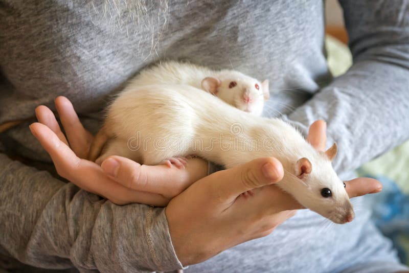 White rats stock photo. Image of science, scientific, microbiology ...