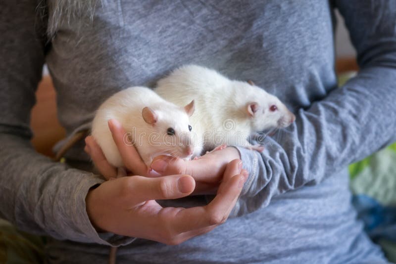 Two little white rats stock photo. Image of friends - 197271516