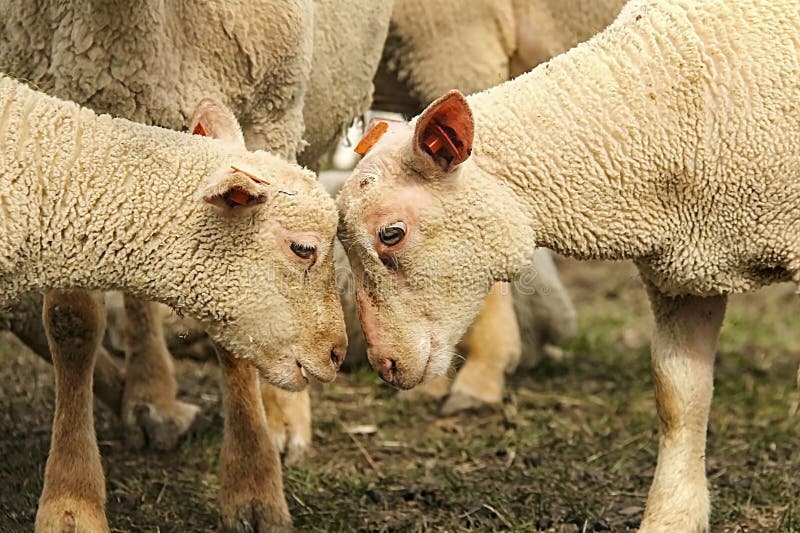 Two little lamb stock photo. Image of outdoor, macro - 215727328