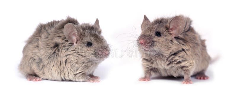 10,030 Cute Mice Photos - Free & Royalty-Free Stock Photos from Dreamstime