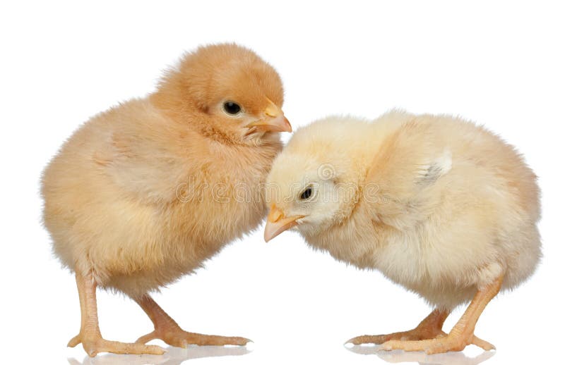 Two Baby Chicks Isolated on White Stock Image - Image of close ...