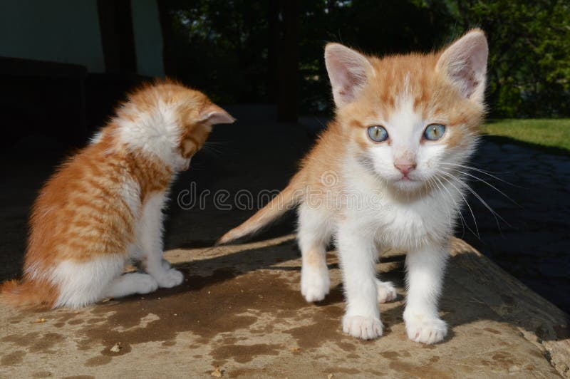 Little Yellow Kitten Playing Stock Image - Image of little, yellow ...