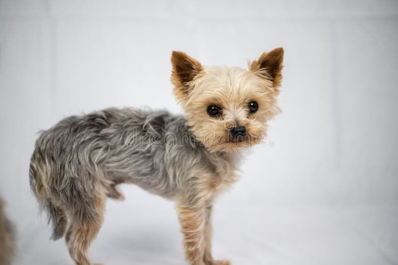 Two Little Yorkshire Terrier are in Front of a White Screen Stock Photo ...