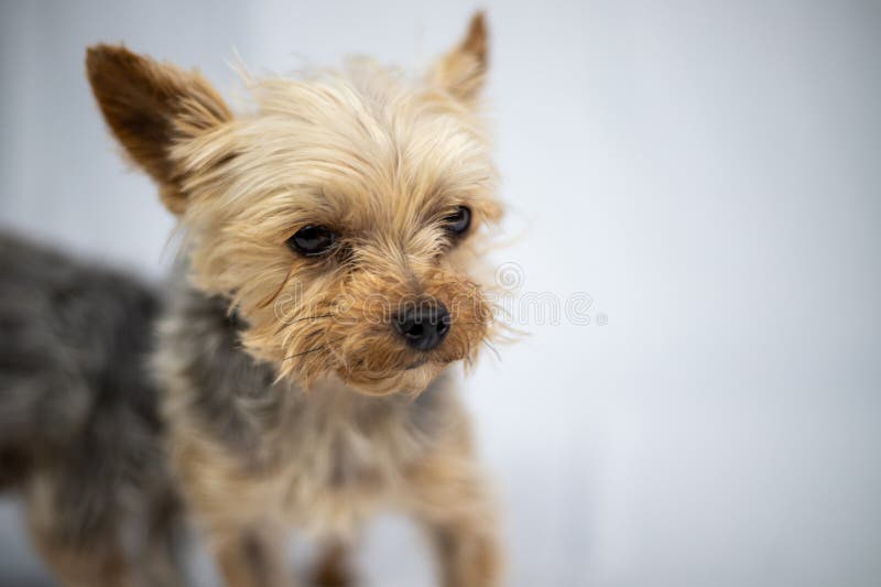 Two Little Yorkshire Terrier are in Front of a White Screen Stock Image ...