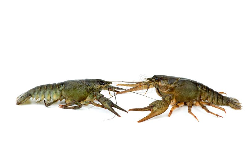 Two Live Crayfishes Isolated on Stock Image - Image of seafood ...