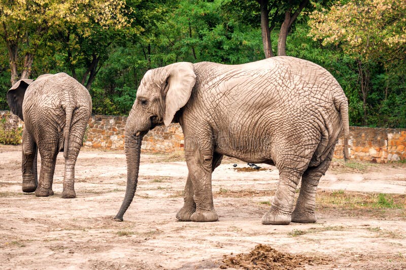 Two live elephants stock image. Image of nature, elephants - 137221655