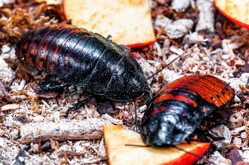 Cockroach ugly stock image. Image of closeup, extreme - 7585097