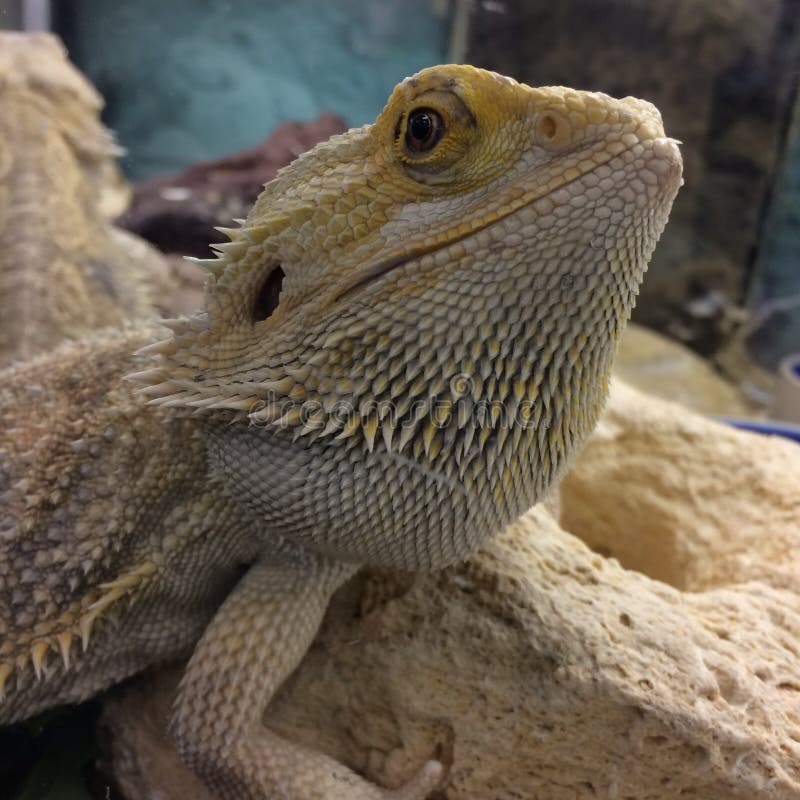 Lizard iguana stock photo. Image of squama, green, lizard - 49452126