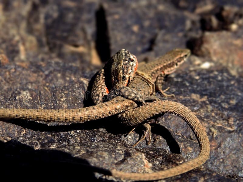 Lizard stock photo. Image of iran, persian, lizard, pair - 132686734