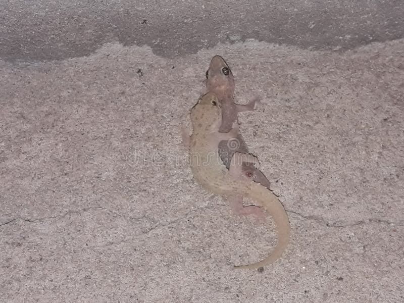 Common House Gecko, Lizard Love Each Other and Male Home Lizard with ...