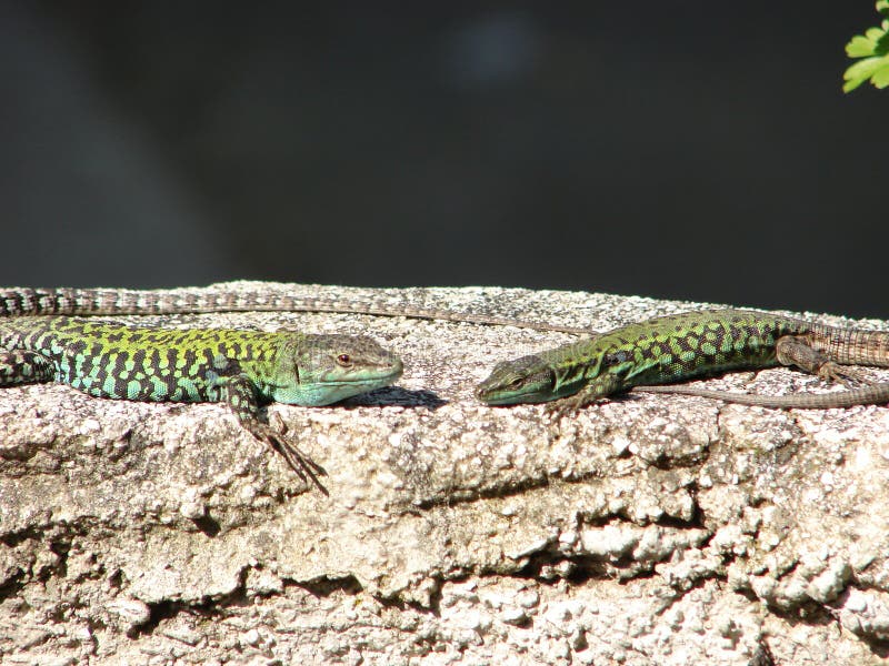 Two Lizards Picture. Image: 2370742