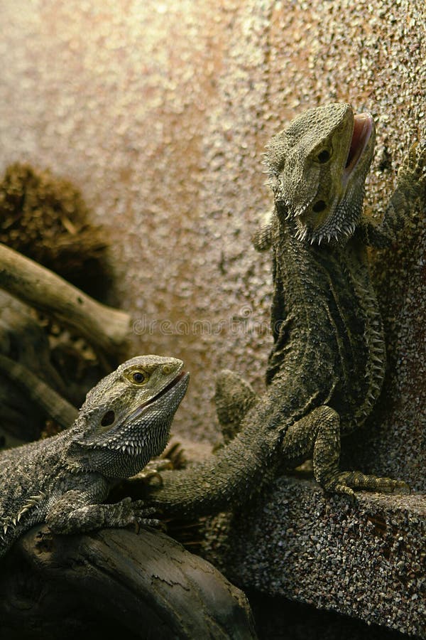 Two lizards stock photo. Image of pets, family, planet - 2888842