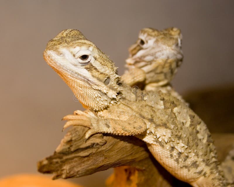 Two Lizards stock image. Image of bearded, nature, henrylawsoni - 4930909