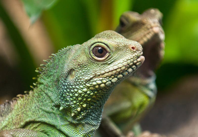 Green lizards stock photo. Image of amphibians, green - 36160590