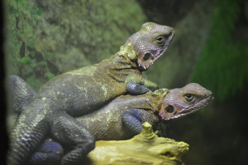The Two Lizards Crawling Over Each Other Stock Image - Image of ...