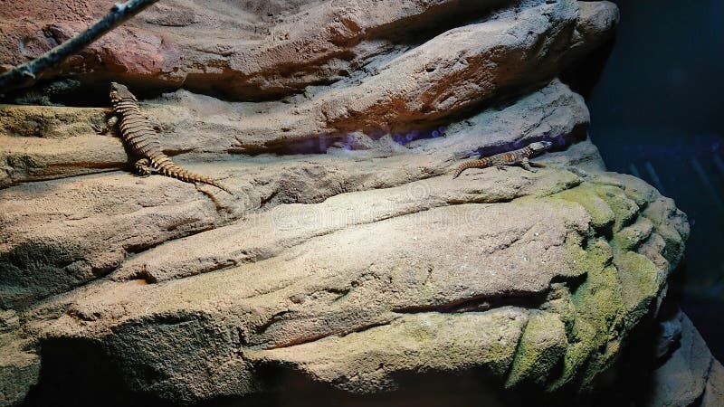 Lizard Resting on Sandstone Rocks Stock Photo - Image of basking ...