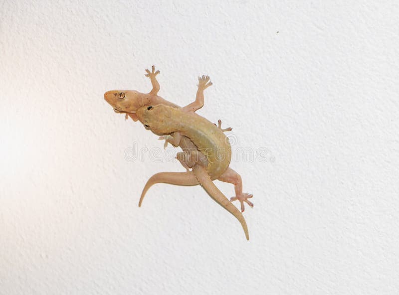 Two lizards hug each other stock image. Image of nature - 166684097