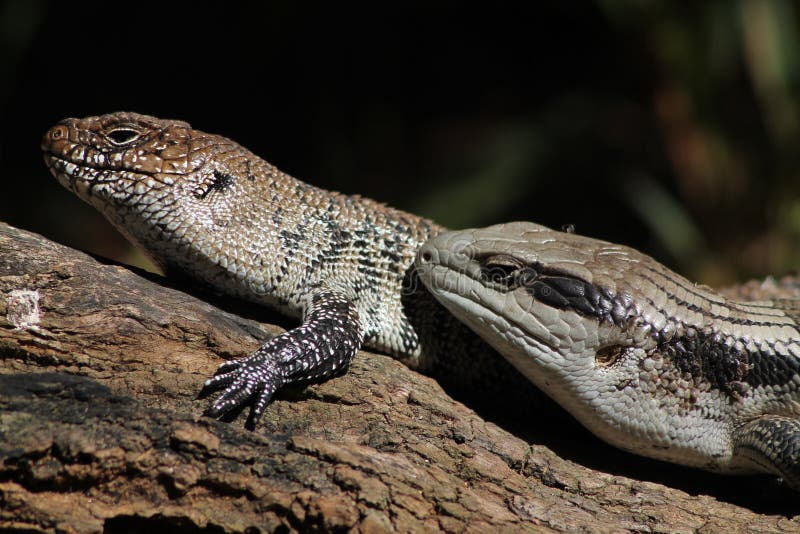 Two Lizards stock image. Image of tongue, skink, legs - 39759195